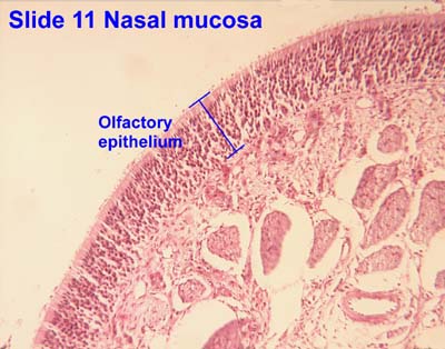 Olfactory Epithelium Histology Comparative Anatomy And Epithelial Cell